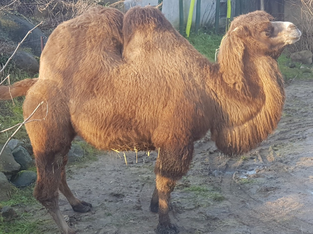 2024年10月Odense Zoo景点攻略-Odense Zoo门票预订|地址|图片-Odense Zoo景点点评-猫途鹰