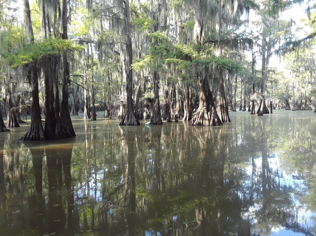 2023年11月Caddo Lake State Park景点攻略-Caddo Lake State Park门票预订|地址|图片-Caddo ...