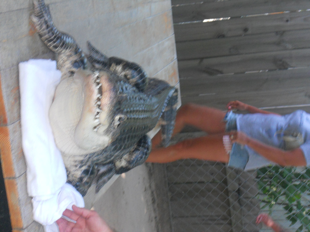2023年11月Gator Country Alligator Park景点攻略-Gator Country Alligator Park门票 ...