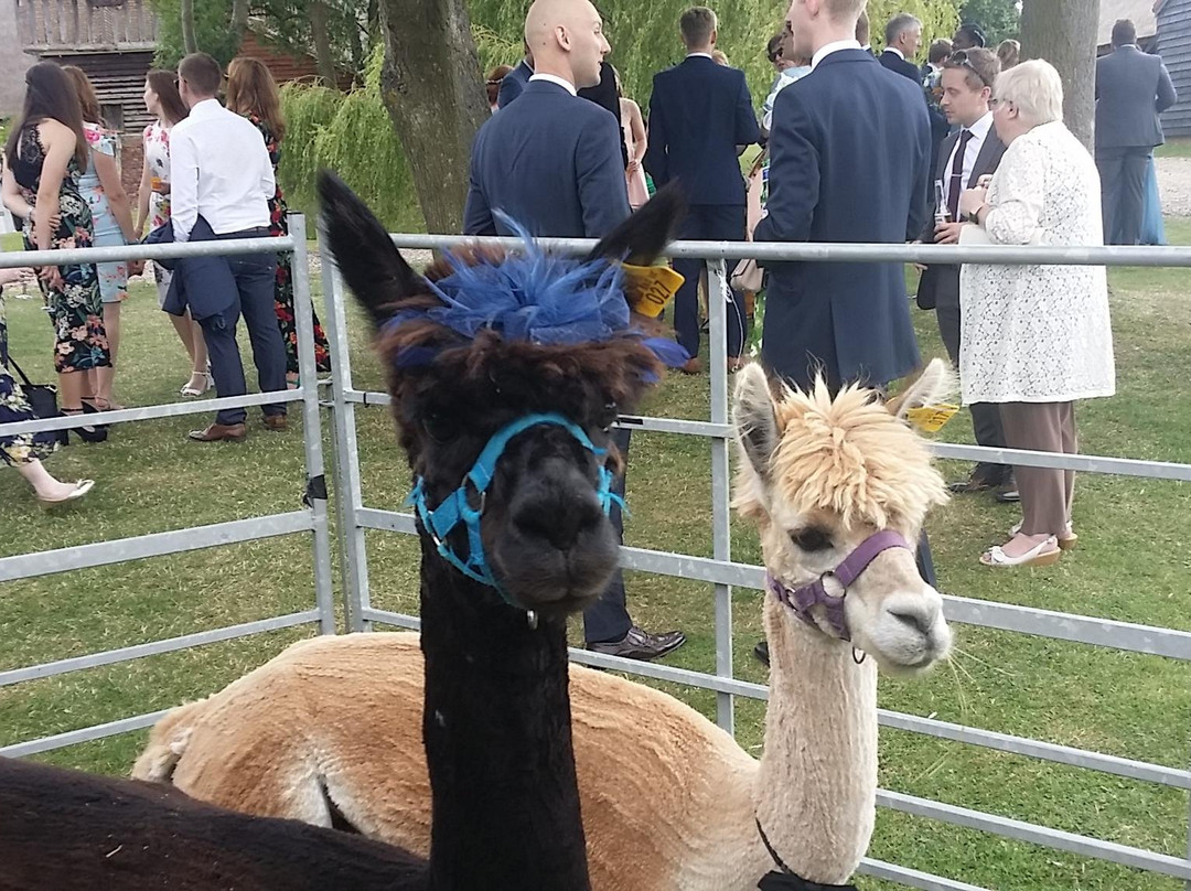 2024年9月Blackwater Alpacas & Pygmy Goats景点攻略-Blackwater Alpacas & Pygmy ...