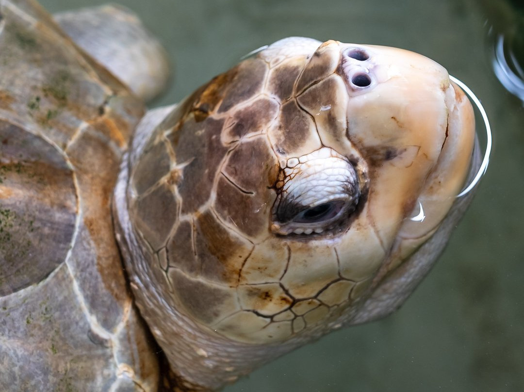2024年11月Sea Turtle Farm Galle Mahamodara景点攻略-Sea Turtle Farm Galle ...