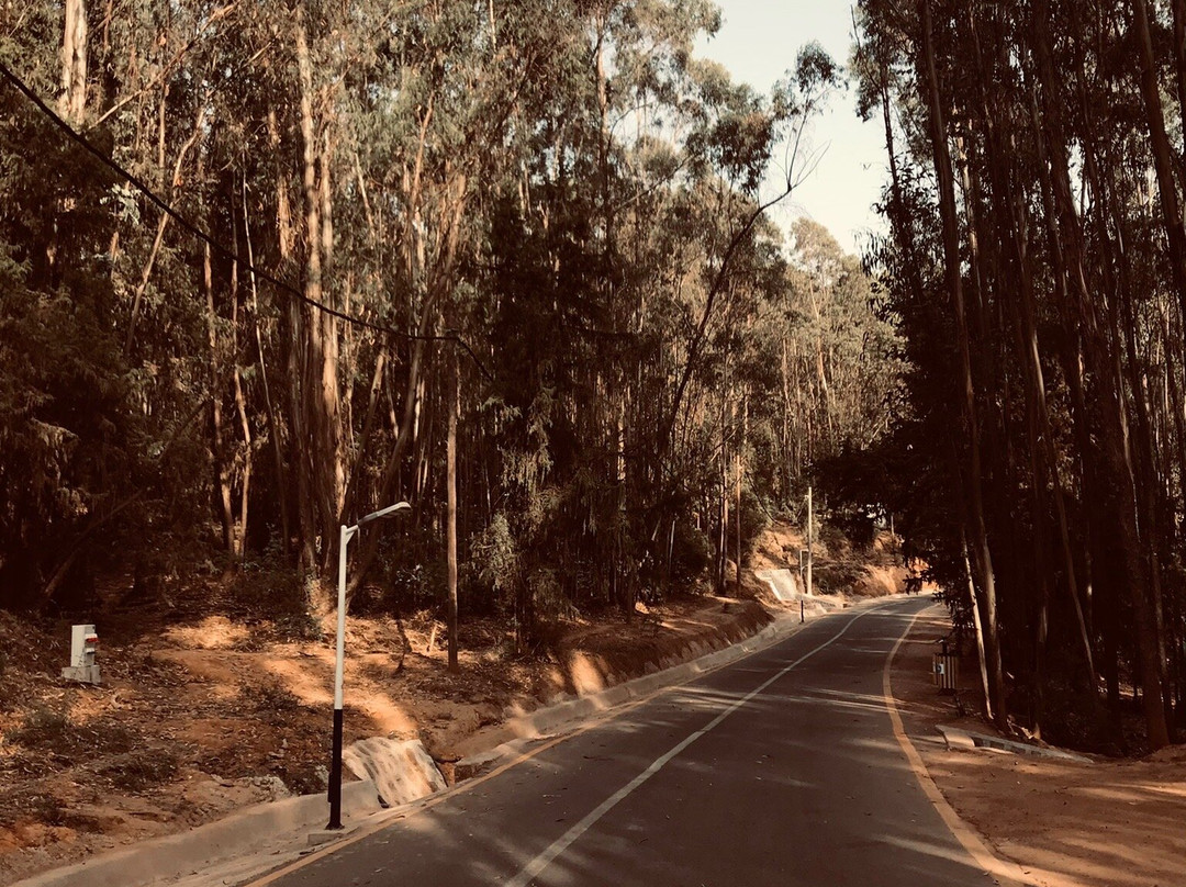 2024年9月Entoto Natural Park景点攻略-Entoto Natural Park门票预订|地址|图片-Entoto ...