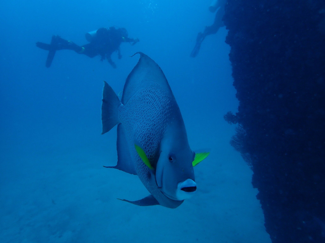 2024年12月Wet Set Diving Adventures景点攻略-Wet Set Diving Adventures门票预订|地址 ...