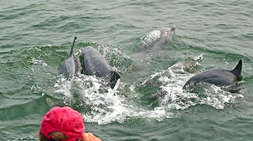 Dolphin Watching around Cape May线路推荐【携程玩乐】