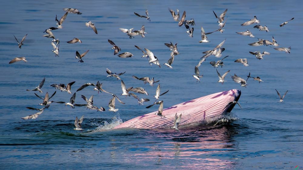 北海涠洲岛游艇出海观鲸鱼/追鲸鱼/布氏鲸/看鲸鱼/涠洲岛/广西北海涠洲岛观鲸鱼/可包船可拼船线路推荐【携程玩乐】