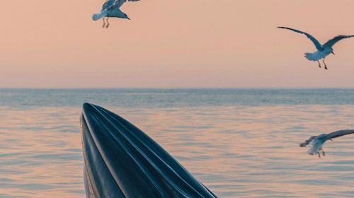 北海涠洲岛游艇出海观鲸鱼/追鲸鱼/布氏鲸/看鲸鱼/涠洲岛/广西北海涠洲岛观鲸鱼/可包船可拼船线路推荐【携程玩乐】