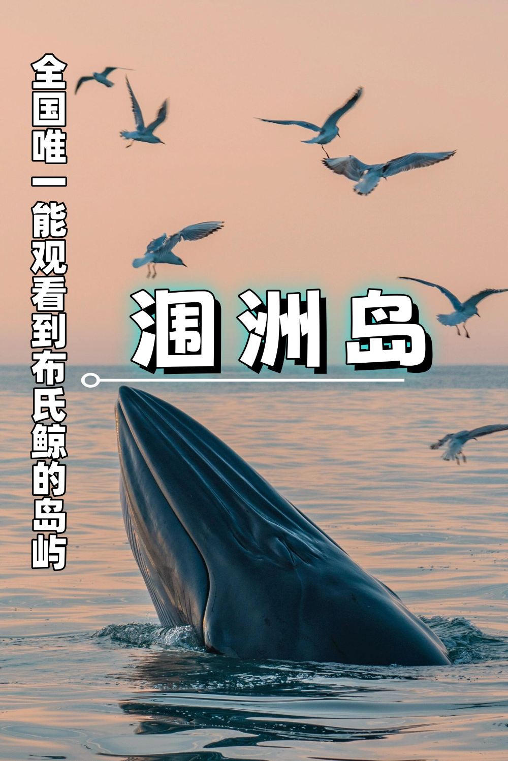 北海涠洲岛游艇出海观鲸鱼/追鲸鱼/布氏鲸/看鲸鱼/涠洲岛/广西北海涠洲岛观鲸鱼/可包船可拼船线路推荐【携程玩乐】