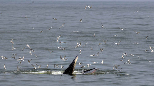 北海涠洲岛游艇出海观鲸鱼/追鲸鱼/布氏鲸/看鲸鱼/涠洲岛/广西北海涠洲岛观鲸鱼/可包船可拼船线路推荐【携程玩乐】