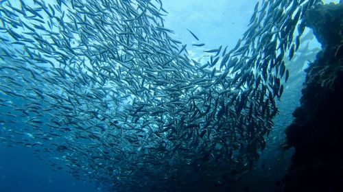 菲律宾薄荷岛Napaling Reef半日游【沙丁鱼浮潜自由潜/深潜体验 救生员教练带领 安全可靠保障】线路推荐【携程玩乐】