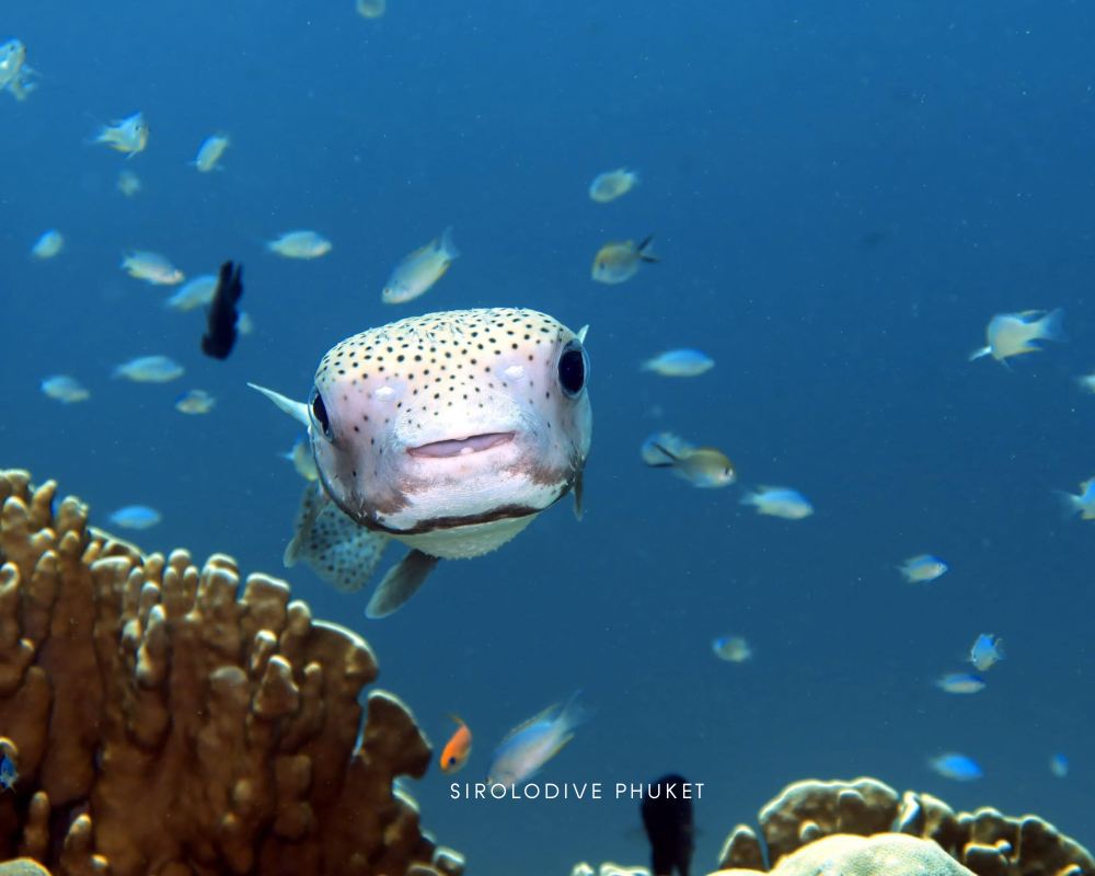 泰国普吉岛持证潜水水肺潜水/浮潜1天【普吉皇帝岛持证潜水一天+出海浮潜+中文教练】线路推荐【携程玩乐】