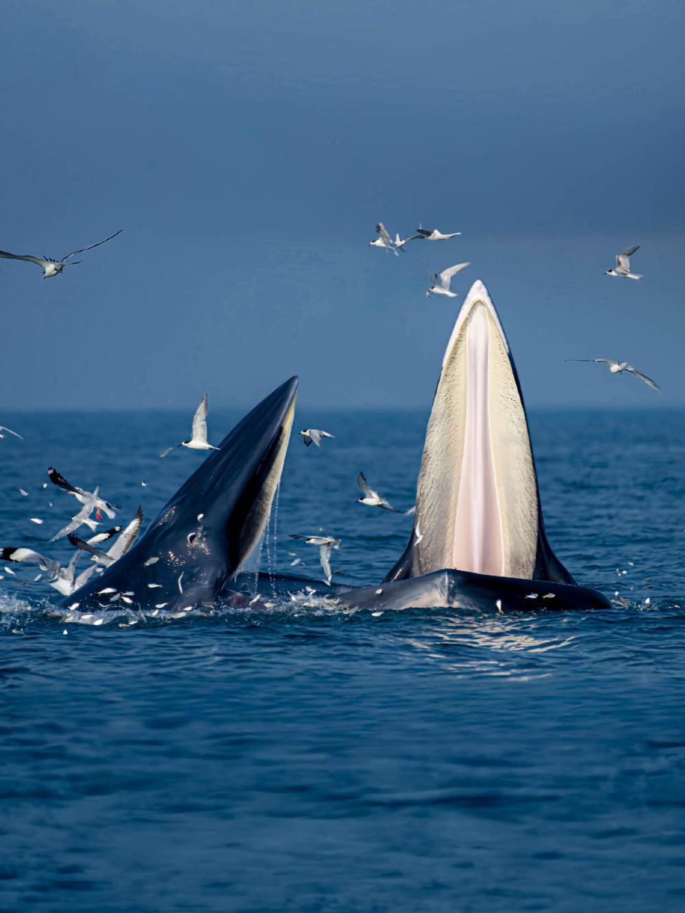 北海涠洲岛游艇出海观鲸鱼/追鲸鱼/布氏鲸/看鲸鱼/涠洲岛/广西北海涠洲岛观鲸鱼/可包船可拼船线路推荐【携程玩乐】