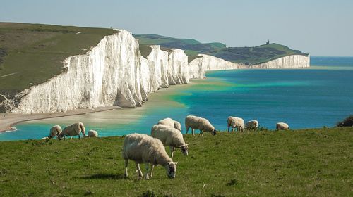 英国布莱顿海滩七姐妹国家公园一日游【包车小团中文司导周董mv取景地白崖】线路推荐【携程玩乐】