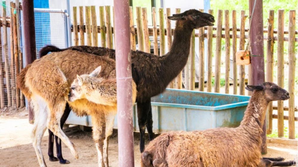 西霞口神雕山野生动物园一日游【可选6人小团2人起订丨打卡网红搁浅巨轮布鲁斯号|纯玩无购物】线路推荐【携程玩乐】