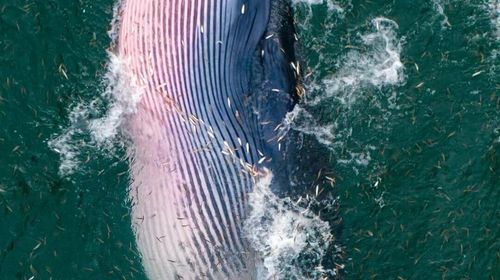 北海涠洲岛游艇出海观鲸鱼/追鲸鱼/布氏鲸/看鲸鱼/涠洲岛/广西北海涠洲岛观鲸鱼/可包船可拼船线路推荐【携程玩乐】