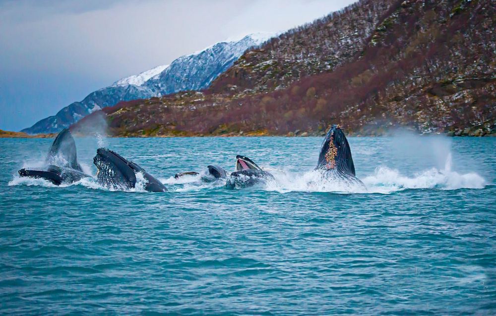 挪威罗弗敦群岛安德内斯出海观鲸或观鸟（12人RIB或大船可选）线路推荐【携程玩乐】