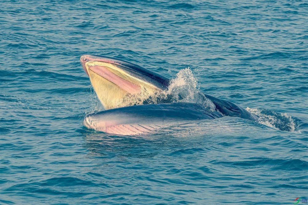 北海涠洲岛游艇出海观鲸鱼/追鲸鱼/布氏鲸/看鲸鱼/涠洲岛/广西北海涠洲岛观鲸鱼/可包船可拼船线路推荐【携程玩乐】