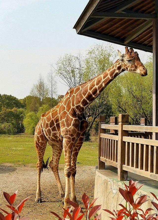 宁波宁波野生动物园游玩攻略简介,宁波宁波野生动物园门票/地址/图片/开放时间/照片/门票价格【携程攻略】
