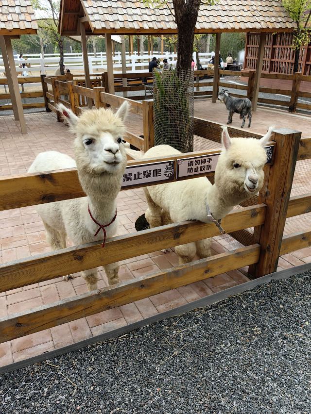 北京ZooLand动物王国游玩攻略简介,北京ZooLand动物王国门票/地址/图片/开放时间/照片/门票价格【携程攻略】