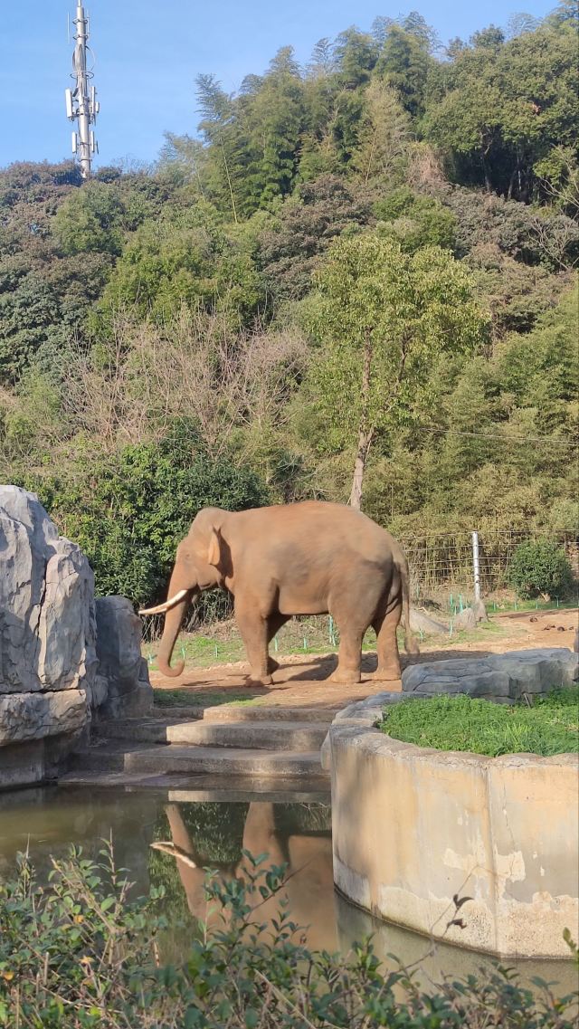 宁波宁波野生动物园游玩攻略简介,宁波宁波野生动物园门票/地址/图片/开放时间/照片/门票价格【携程攻略】