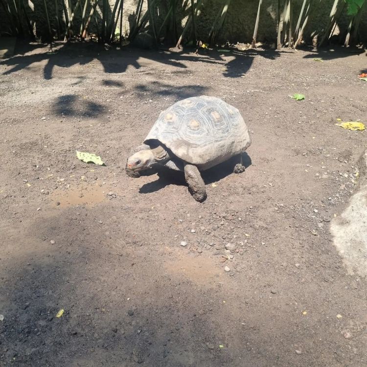 巴厘岛Hidden Canyon Mini Zoo游玩攻略-Hidden Canyon Mini Zoo门票多少钱/价格表-团购票价预定优惠 ...