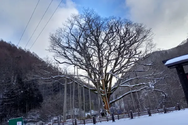 Kogurogawa Mizunara Oak Tree|下伊那郡Kogurogawa Mizunara Oak Tree玩樂門票預訂 ...