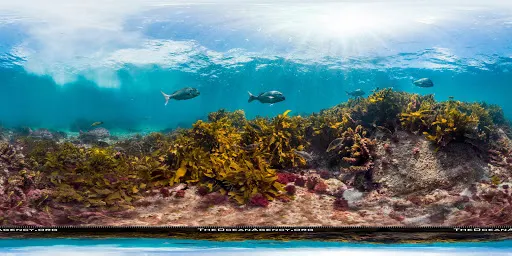 Goat Island Marine Reserve|奧克蘭Goat Island Marine Reserve玩樂門票預訂|Goat ...