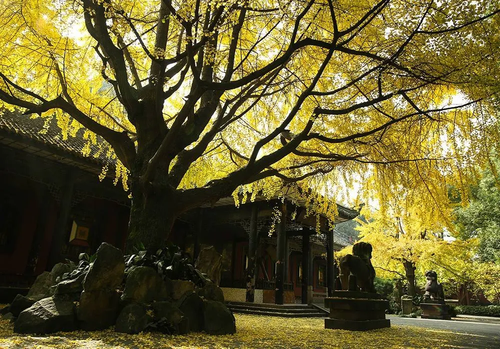 Chengdu Itinerary 10 Days: How to Spend 10 Days in Chengdu | Trip.com