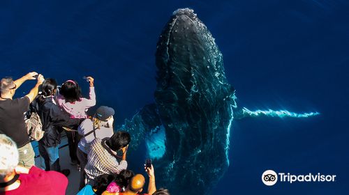 澳大利亚黄金海岸+海洋世界游船半日游【观鲸船近距离体验座头鲸-黄金海岸海洋世界赏鲸游船^】线路推荐【携程玩乐】