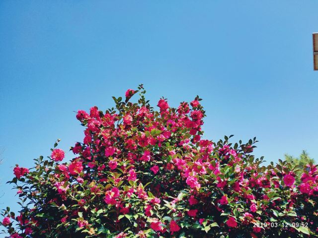 麻城五脑山森林公园游玩攻略简介,麻城五脑山森林公园门票/地址/图片/开放时间/照片/门票价格【携程攻略】