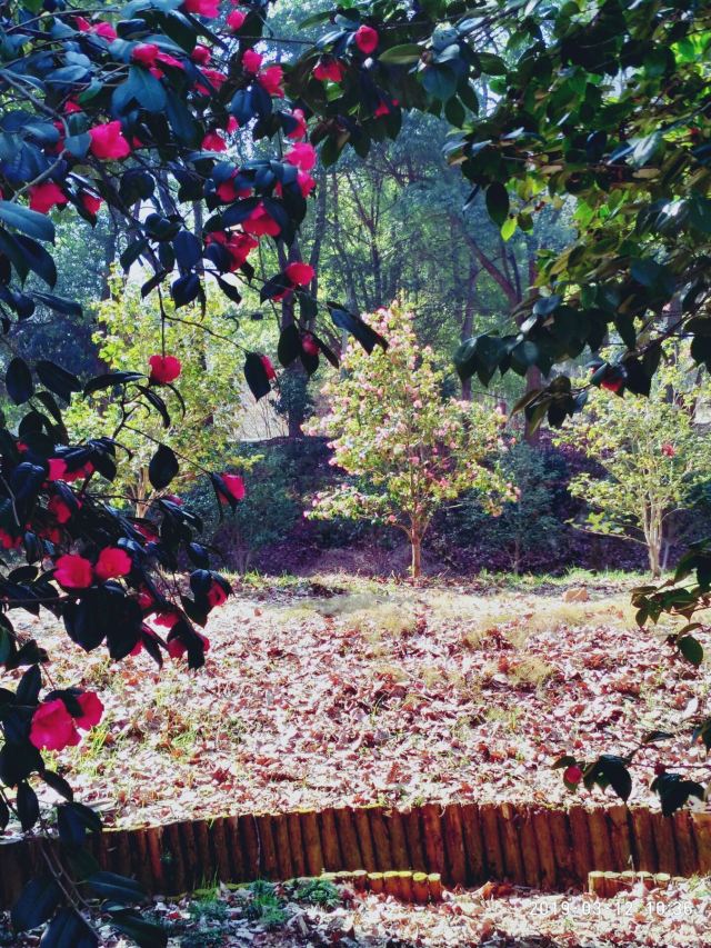 麻城五脑山森林公园游玩攻略简介,麻城五脑山森林公园门票/地址/图片/开放时间/照片/门票价格【携程攻略】