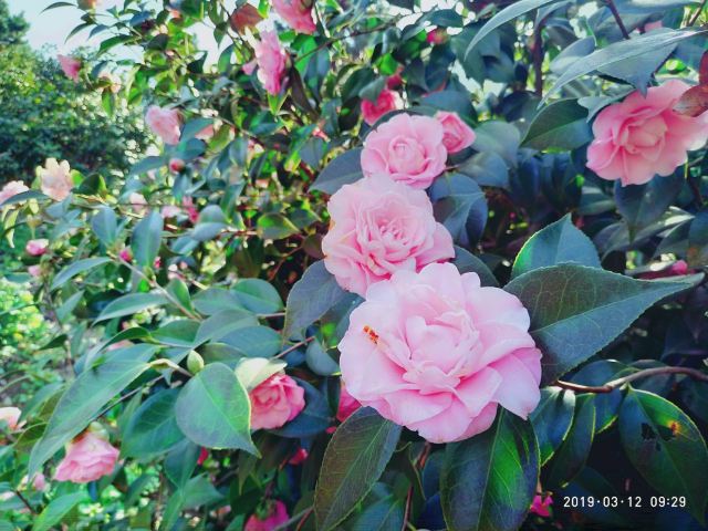 麻城五脑山森林公园游玩攻略简介,麻城五脑山森林公园门票/地址/图片/开放时间/照片/门票价格【携程攻略】