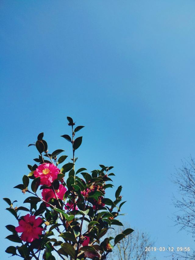 麻城五脑山森林公园游玩攻略简介,麻城五脑山森林公园门票/地址/图片/开放时间/照片/门票价格【携程攻略】