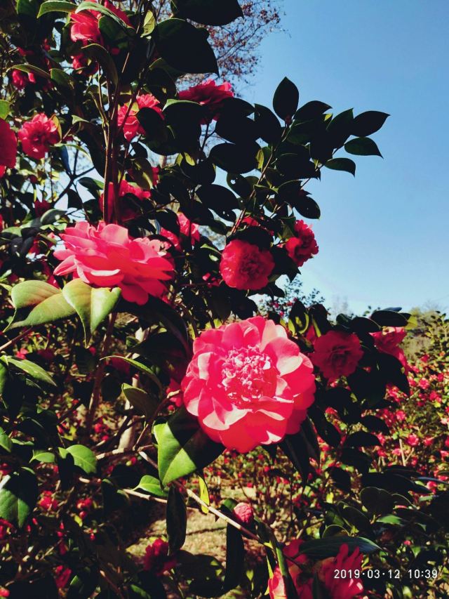 麻城五脑山森林公园游玩攻略简介,麻城五脑山森林公园门票/地址/图片/开放时间/照片/门票价格【携程攻略】