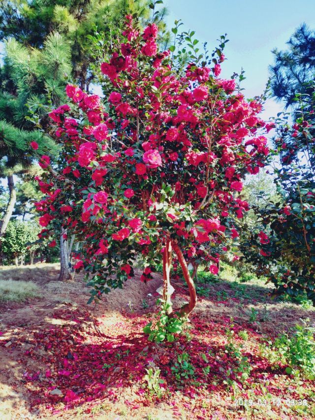 麻城五脑山森林公园游玩攻略简介,麻城五脑山森林公园门票/地址/图片/开放时间/照片/门票价格【携程攻略】
