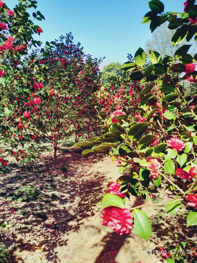 麻城五脑山森林公园游玩攻略简介,麻城五脑山森林公园门票/地址/图片/开放时间/照片/门票价格【携程攻略】