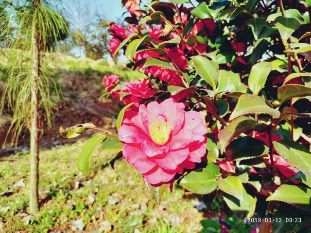 麻城五脑山森林公园游玩攻略简介,麻城五脑山森林公园门票/地址/图片/开放时间/照片/门票价格【携程攻略】