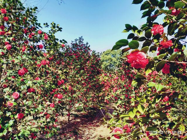 麻城五脑山森林公园游玩攻略简介,麻城五脑山森林公园门票/地址/图片/开放时间/照片/门票价格【携程攻略】