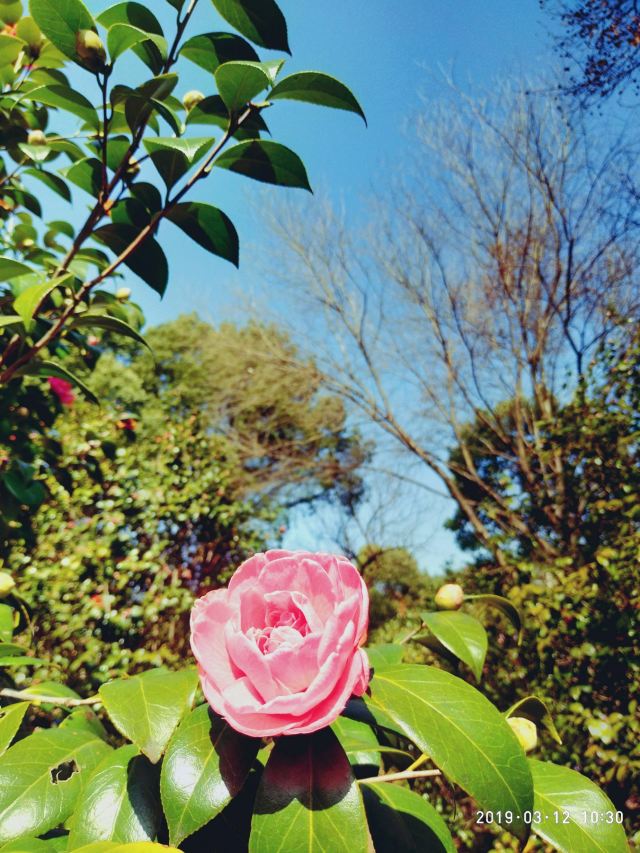 麻城五脑山森林公园游玩攻略简介,麻城五脑山森林公园门票/地址/图片/开放时间/照片/门票价格【携程攻略】