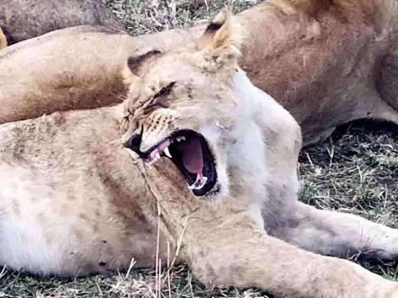 内罗毕Choma Zone好吃吗,Choma Zone味道怎么样,环境/服务好不好_点评_评价【携程攻略】