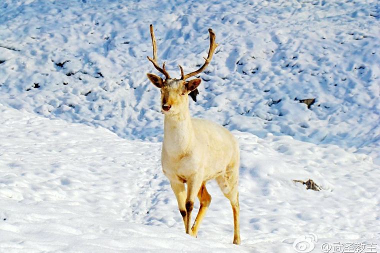 Legends of Sacred White Stag: Emperor Hanwudi vs Takemimikazuchi-no ...