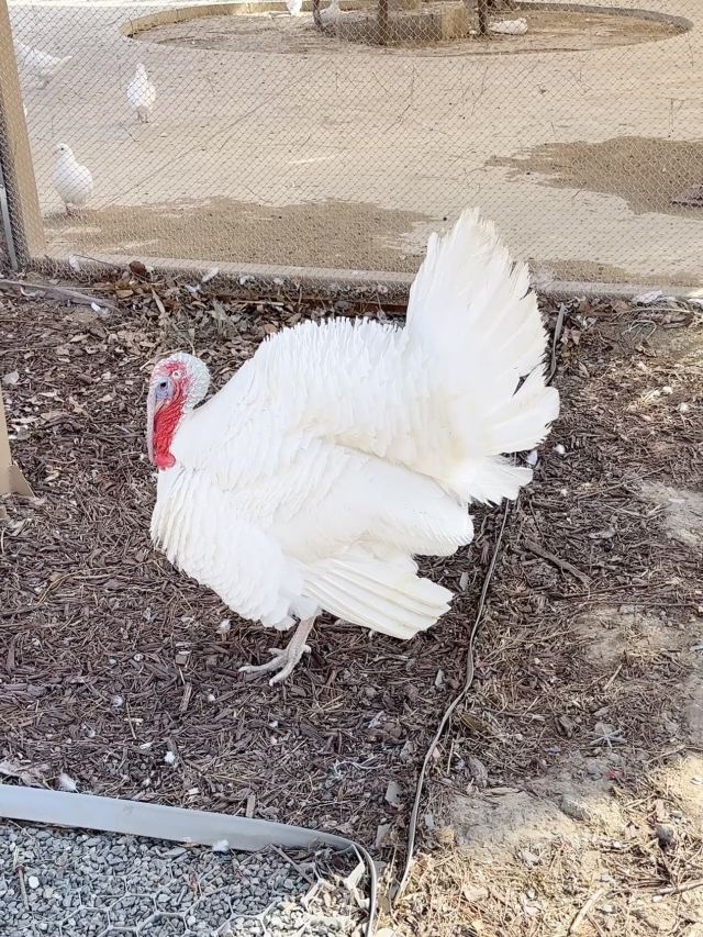 北京ZooLand动物王国游玩攻略简介,北京ZooLand动物王国门票/地址/图片/开放时间/照片/门票价格【携程攻略】