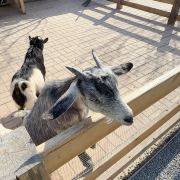 北京ZooLand动物王国游玩攻略简介,北京ZooLand动物王国门票/地址/图片/开放时间/照片/门票价格【携程攻略】