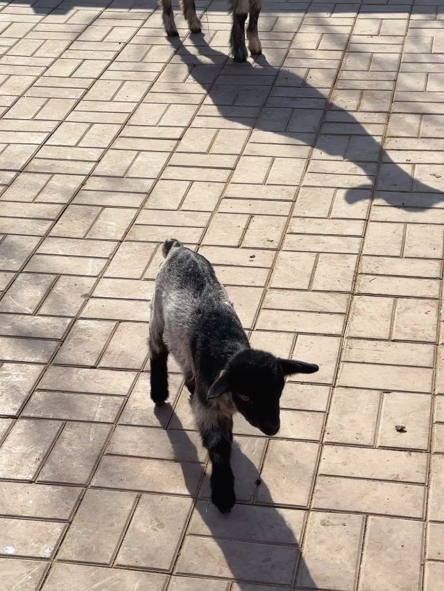 北京ZooLand动物王国游玩攻略简介,北京ZooLand动物王国门票/地址/图片/开放时间/照片/门票价格【携程攻略】