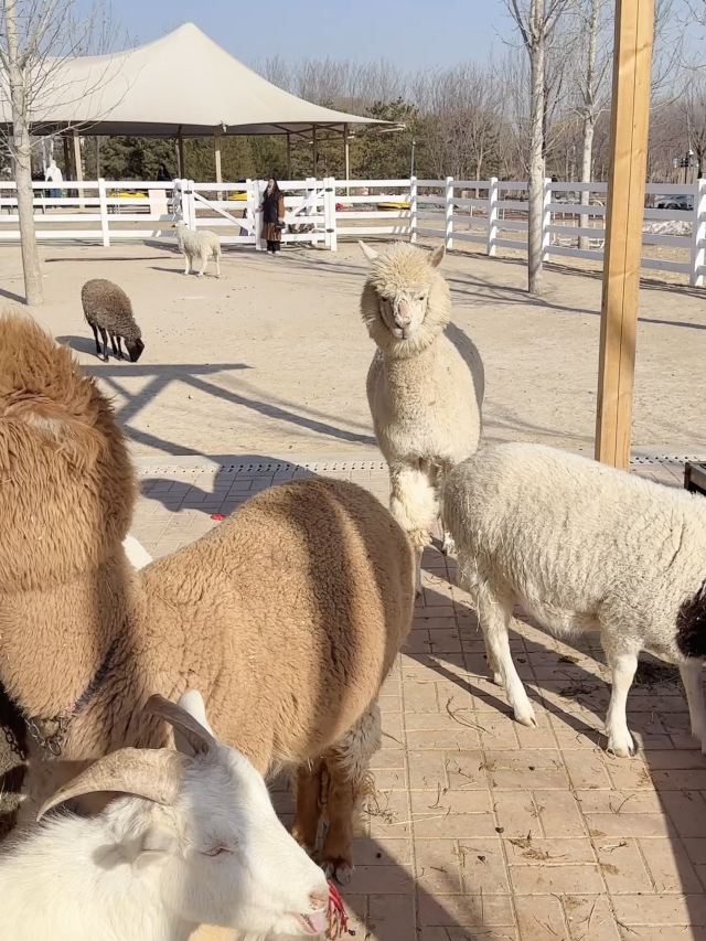 北京ZooLand动物王国游玩攻略简介,北京ZooLand动物王国门票/地址/图片/开放时间/照片/门票价格【携程攻略】
