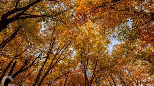 漫步世界遗产“白神山地”榉木林+出租车接送(青森县弘前出发/到达)*1人乘车线路推荐【携程玩乐】