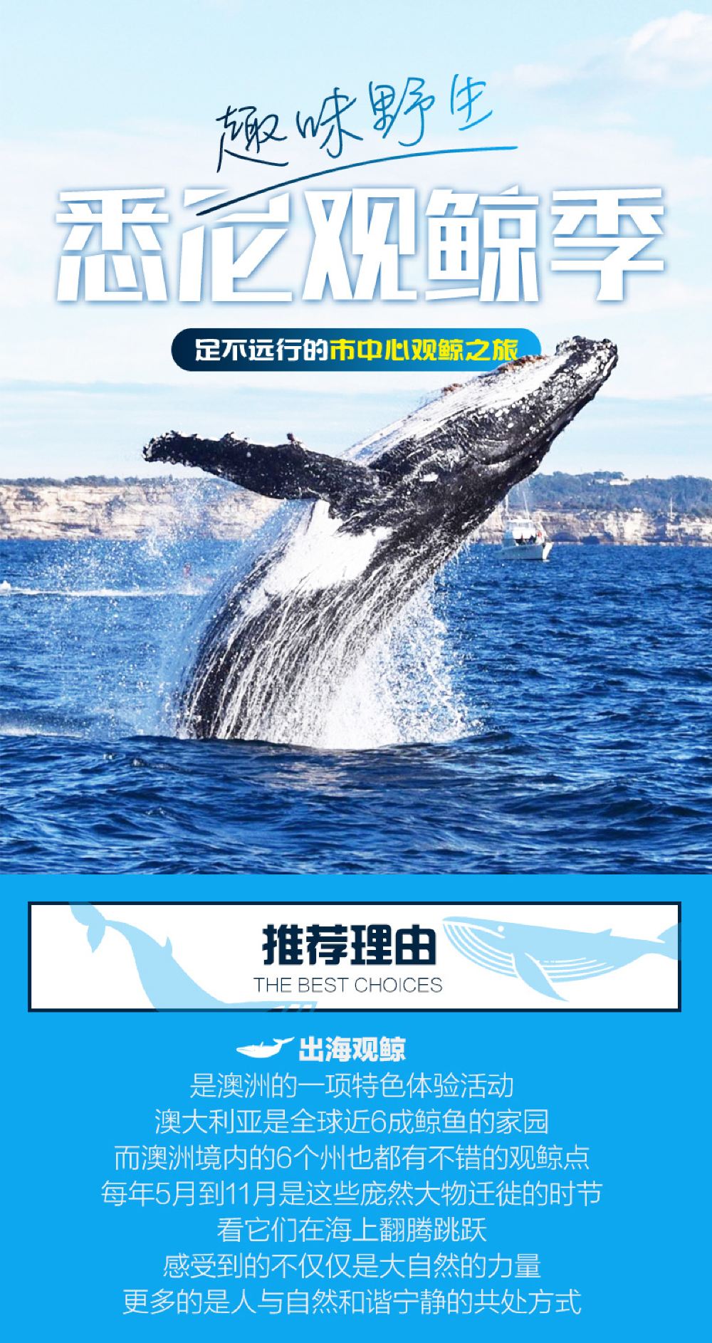 悉尼观鲸游船半日游【季节限定|观鲸季|码头时间任选】线路推荐【携程玩乐】