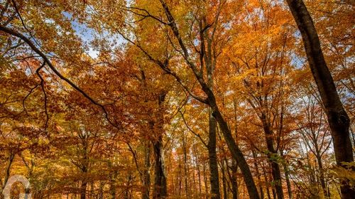 漫步世界遗产“白神山地”榉木林+出租车接送(青森县弘前出发/到达)*1人乘车线路推荐【携程玩乐】