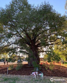 【携程攻略】上海Roma's Biggest Bottle Tree图片,上海Roma's Biggest Bottle Tree风景图片 ...